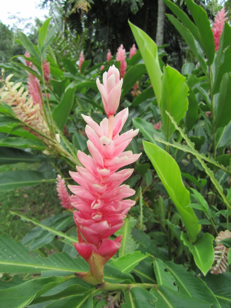 belize mayflower bocawina national park pink flower - Global Sherpa