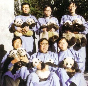 Giant Pandas Promote Conservation and Diplomacy - Global Sherpa